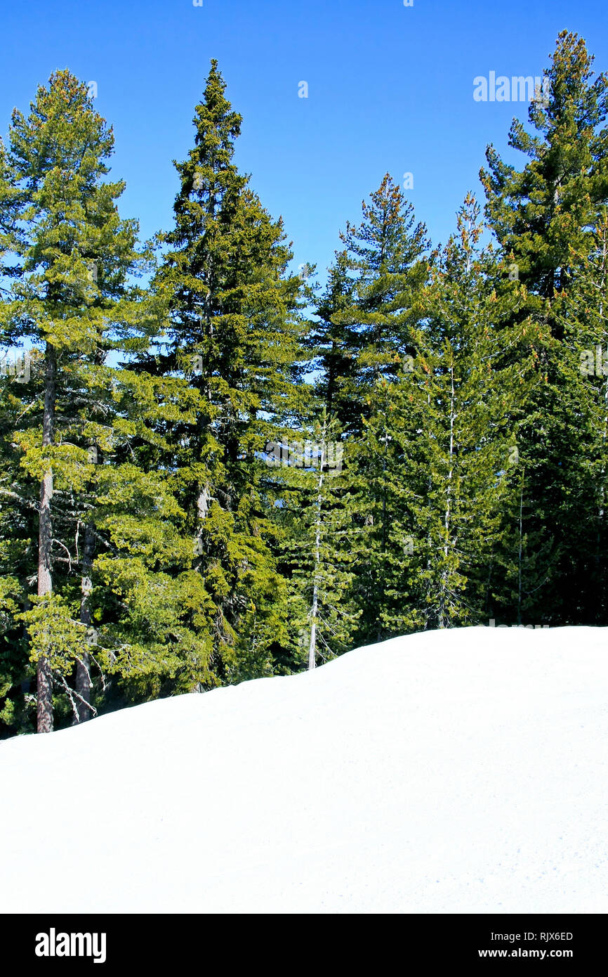 Beautiful winter scenery with conifer pine trees Stock Photo - Alamy