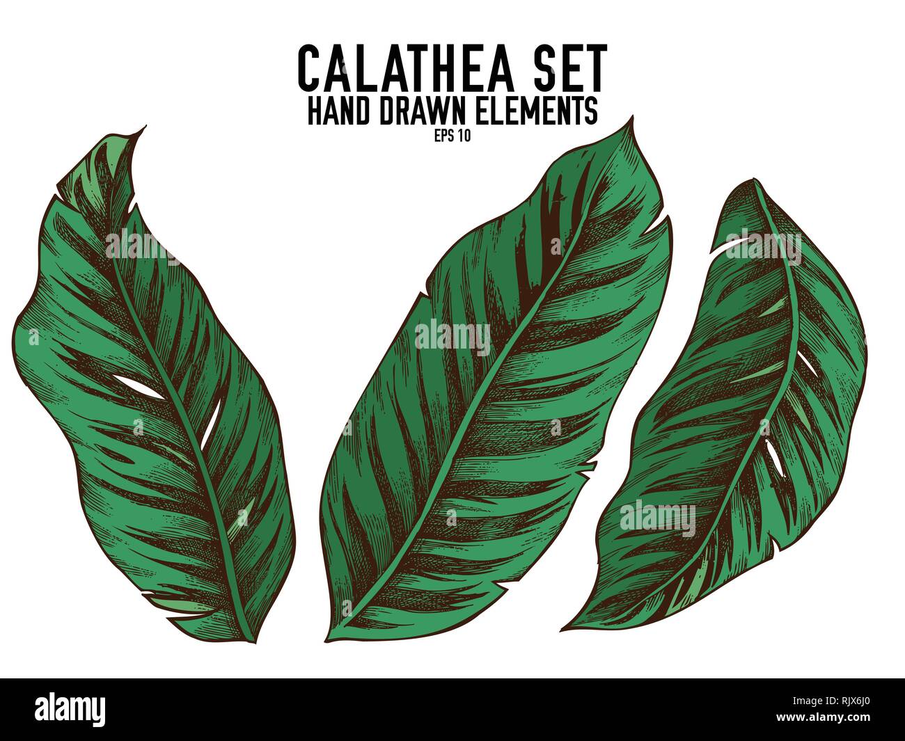 Vector collection of hand drawn colored calathea Stock Vector Image ...