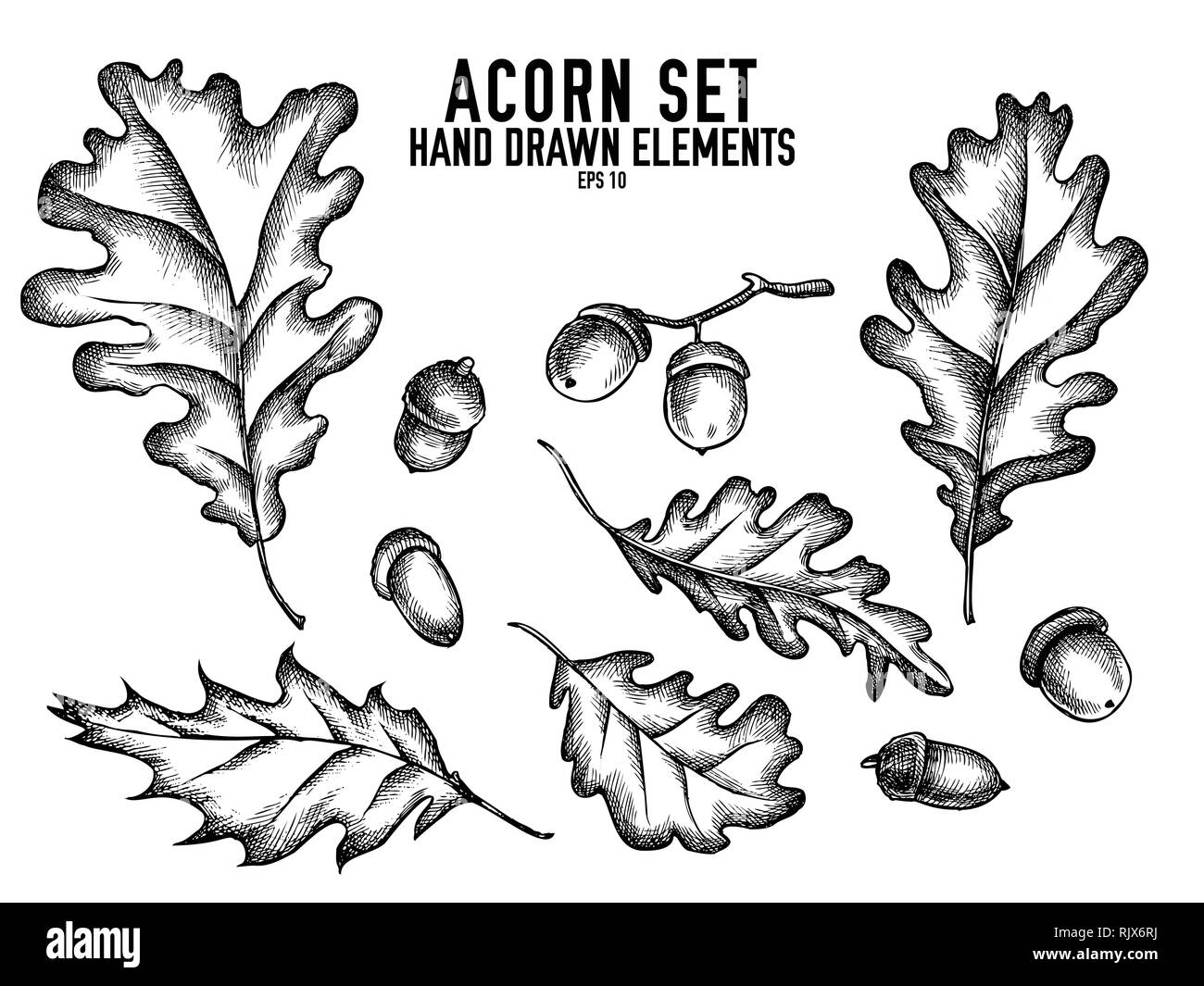 Vector collection of hand drawn black and white acorn Stock Vector ...