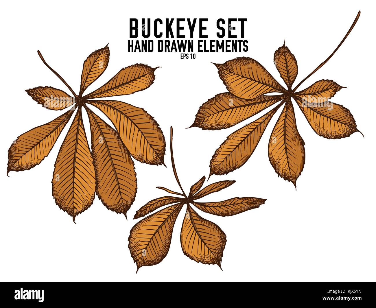 Vector collection of hand drawn colored buckeye Stock Vector Image ...