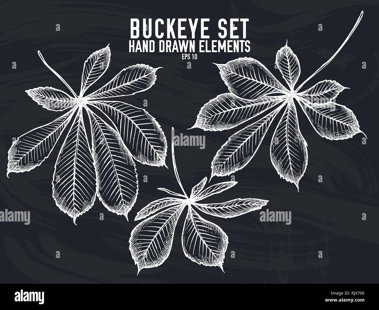 Vector collection of hand drawn chalk buckeye Stock Vector Image & Art ...