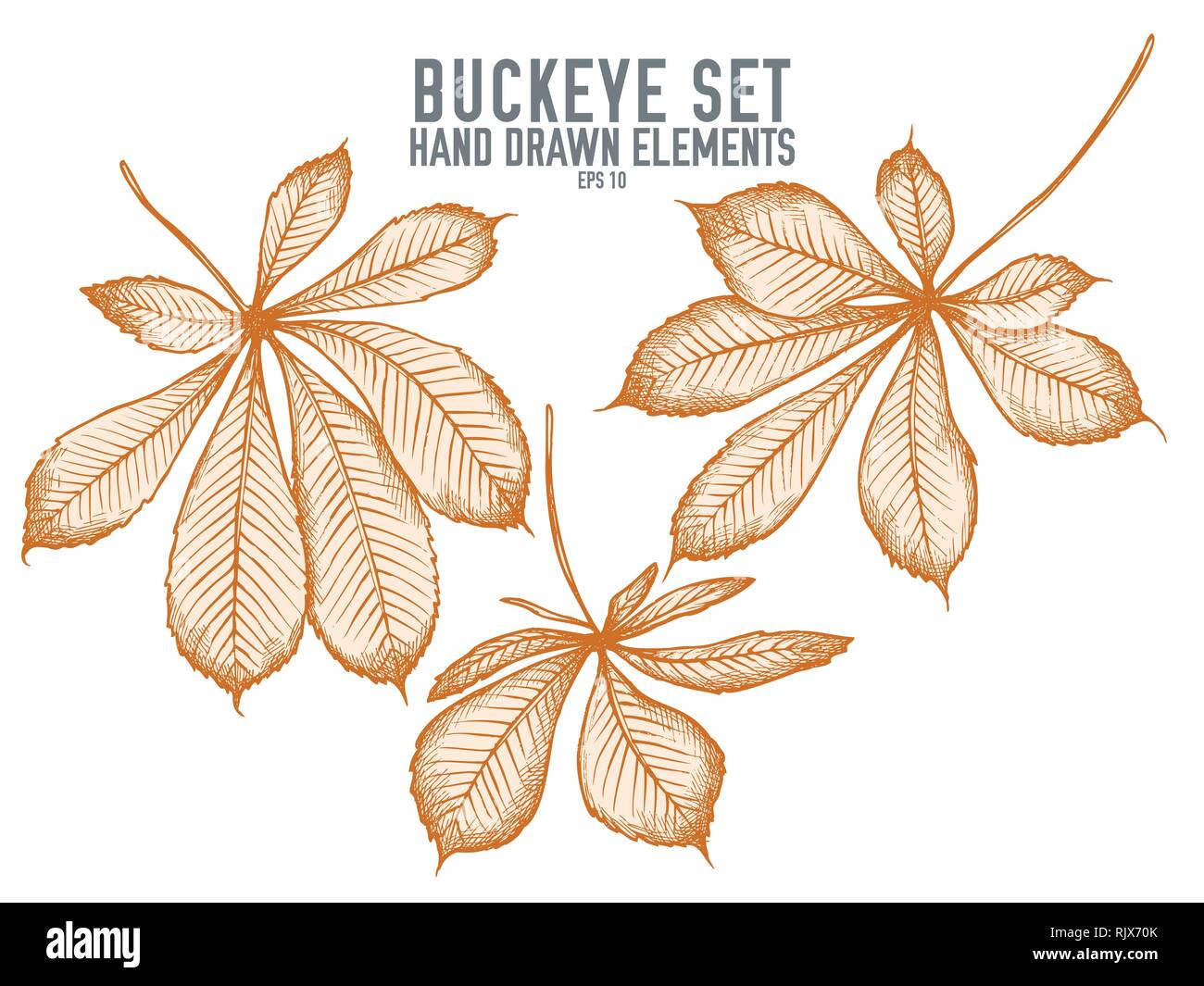 Vector collection of hand drawn pastel buckeye Stock Vector Image & Art ...
