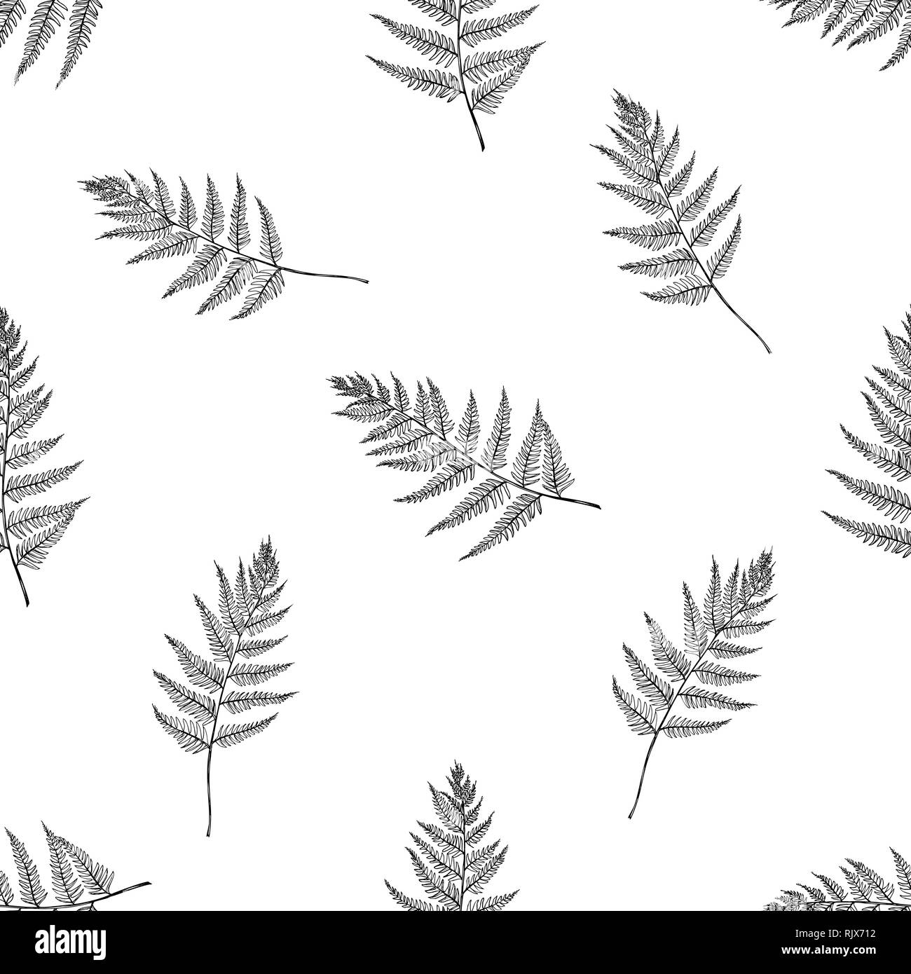 Seamless fern vector pattern Black and White Stock Photos & Images - Alamy