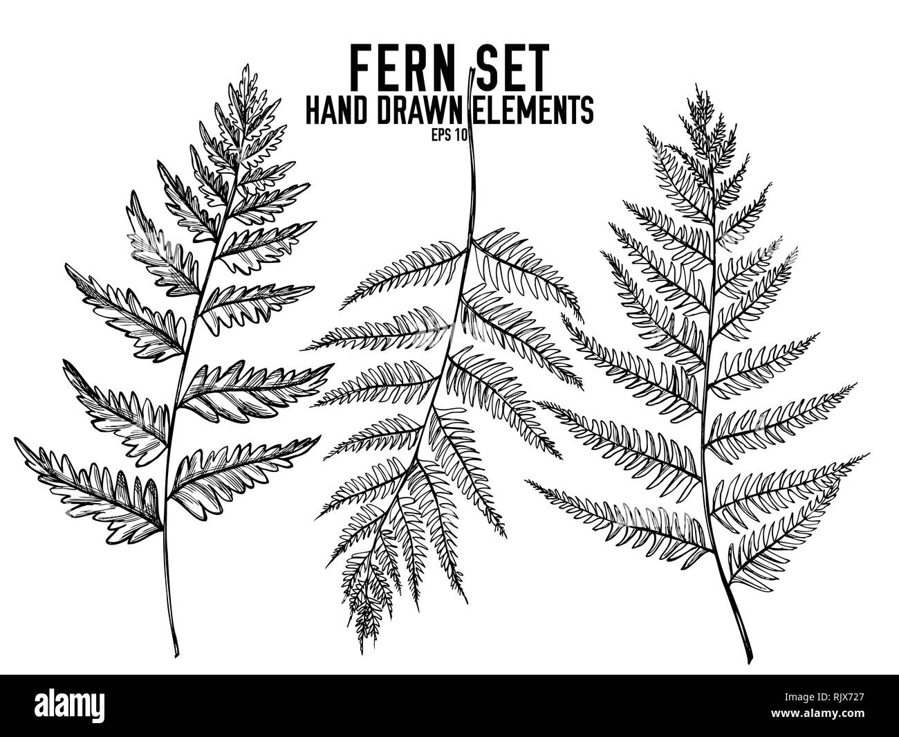 Vector collection of hand drawn black and white fern Stock Vector Image ...