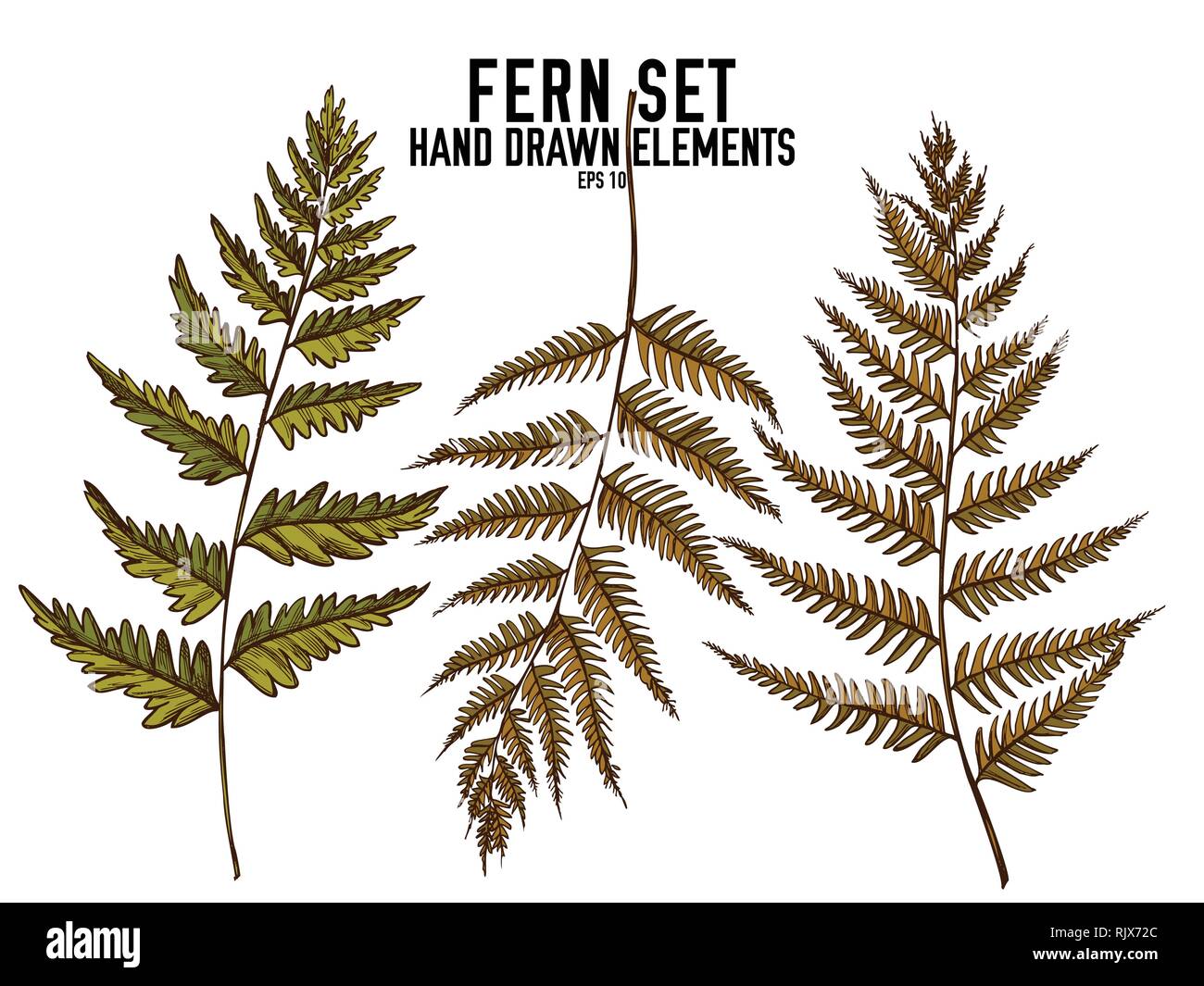 Fern Sketch High Resolution Stock Photography and Images - Alamy