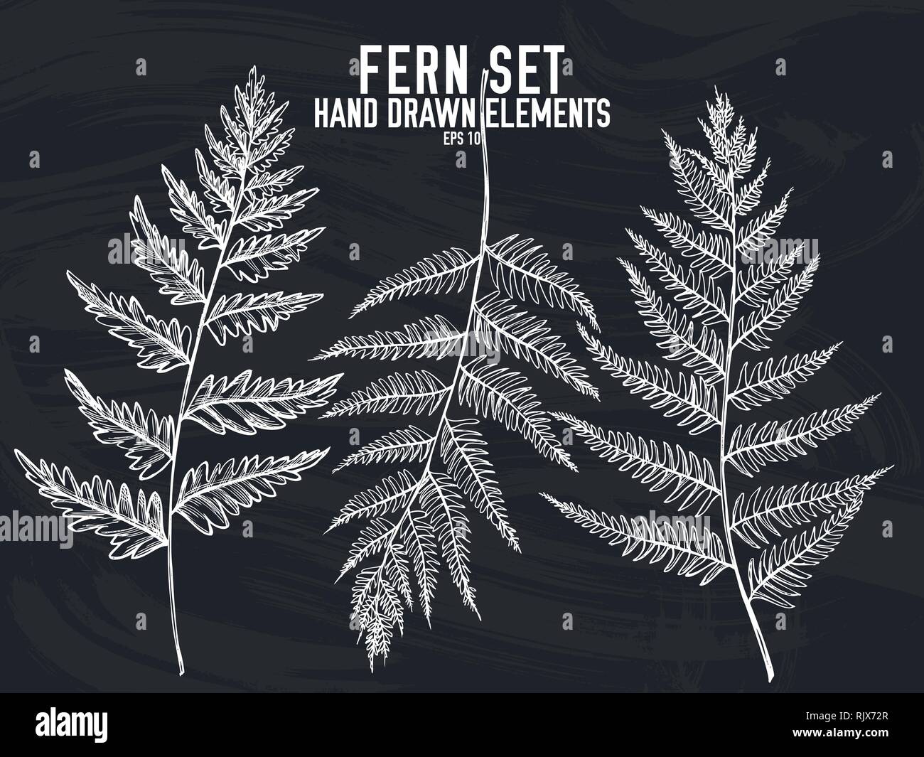 Vector collection of hand drawn chalk fern Stock Vector Image & Art - Alamy