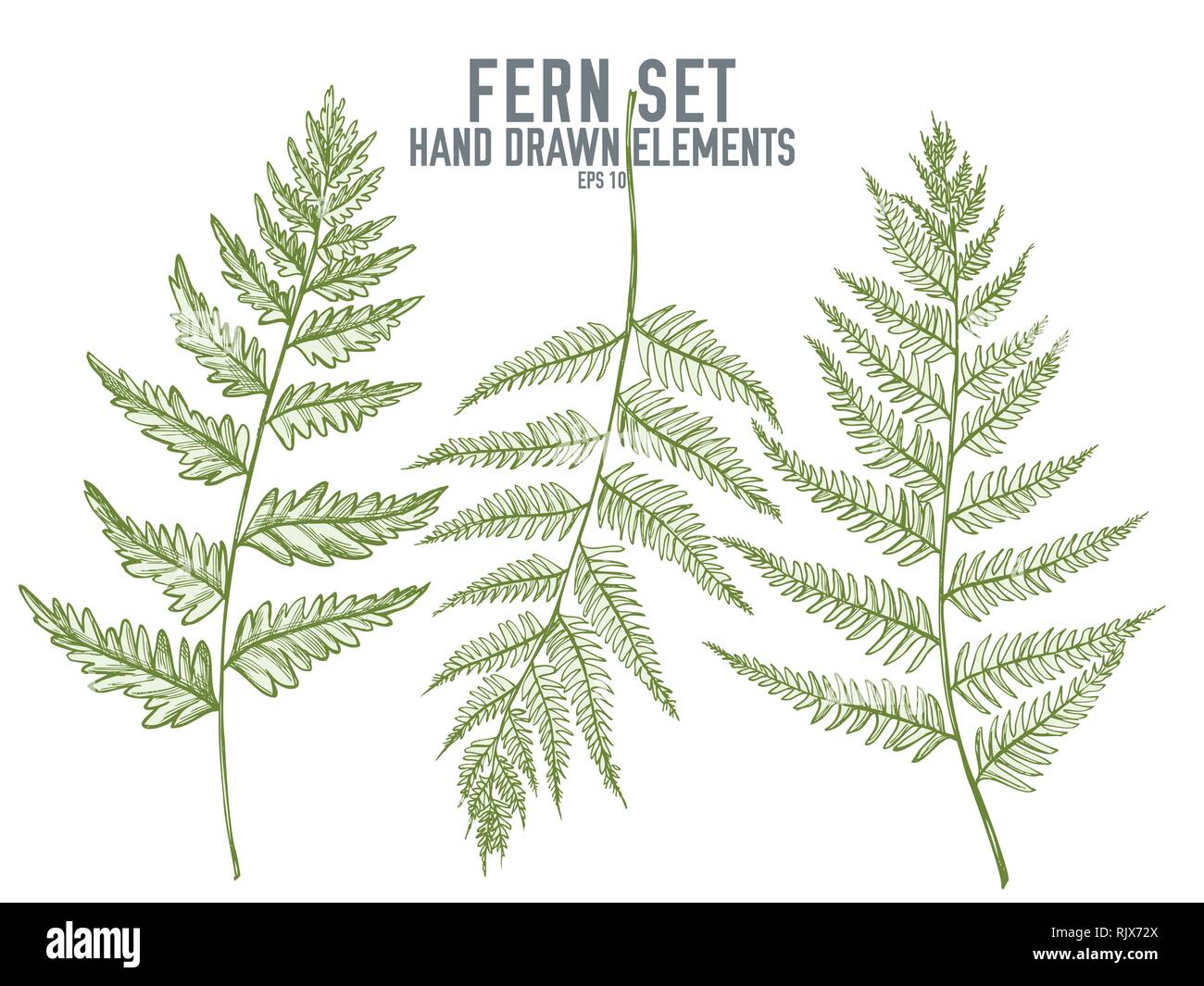 Fern sketch hi-res stock photography and images - Alamy