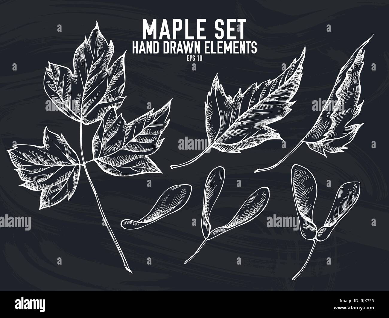 Vector collection of hand drawn chalk maple Stock Vector Image & Art ...