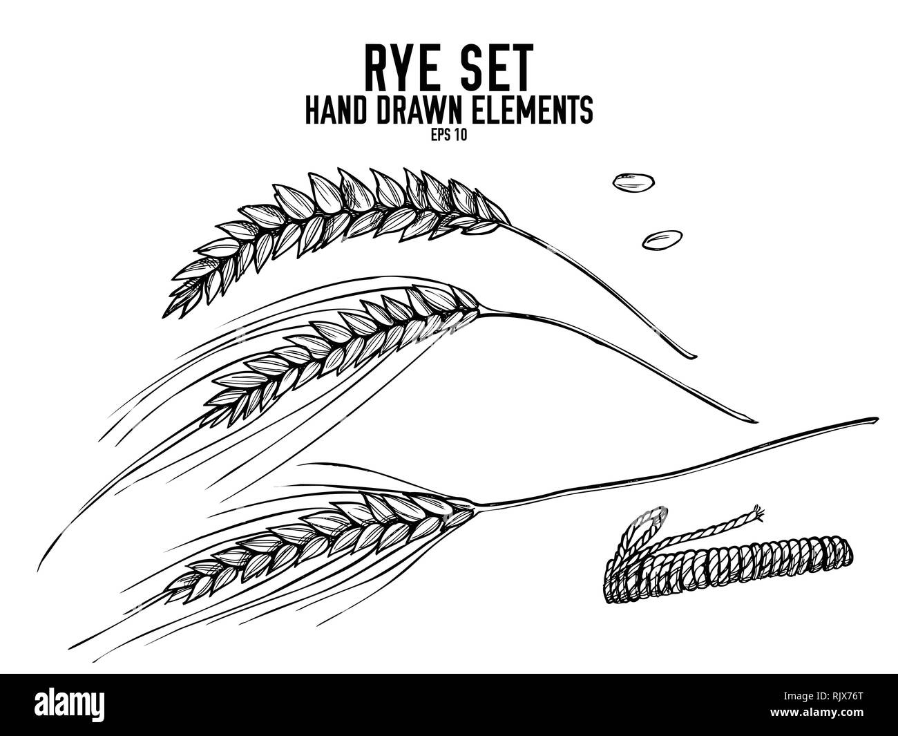 Vector collection of hand drawn black and white rye Stock Vector Image ...