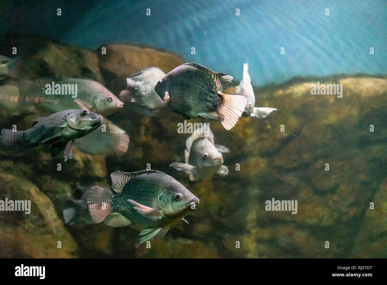 Underwater world with beautiful fish on rocks background. Underwater ...