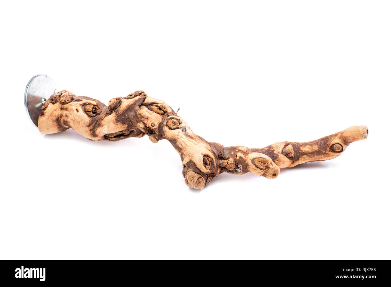 Natural Wood Large Grapevine Perch for Birds isolated on white ...