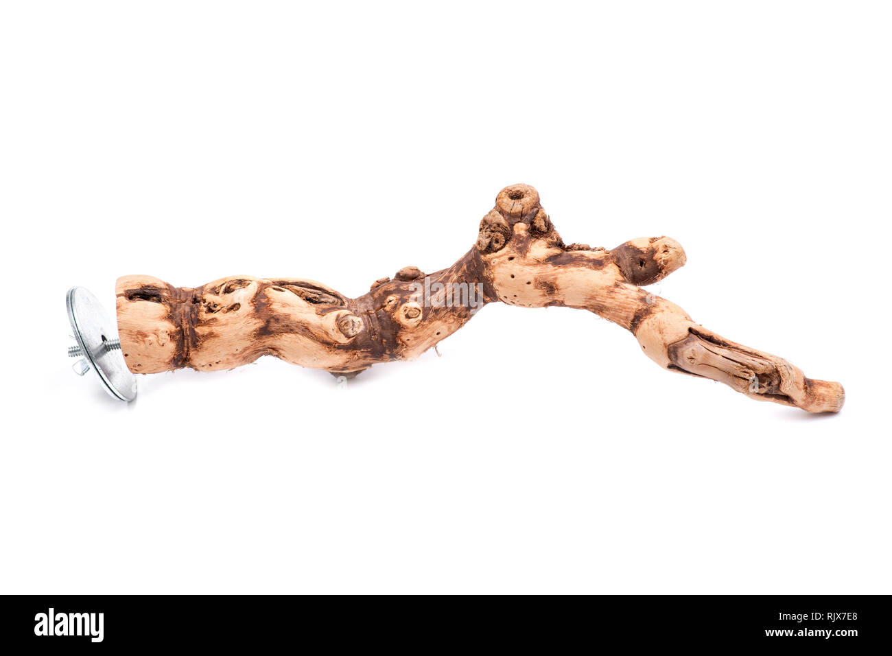 Natural Wood Large Grapevine Perch for Birds isolated on white ...