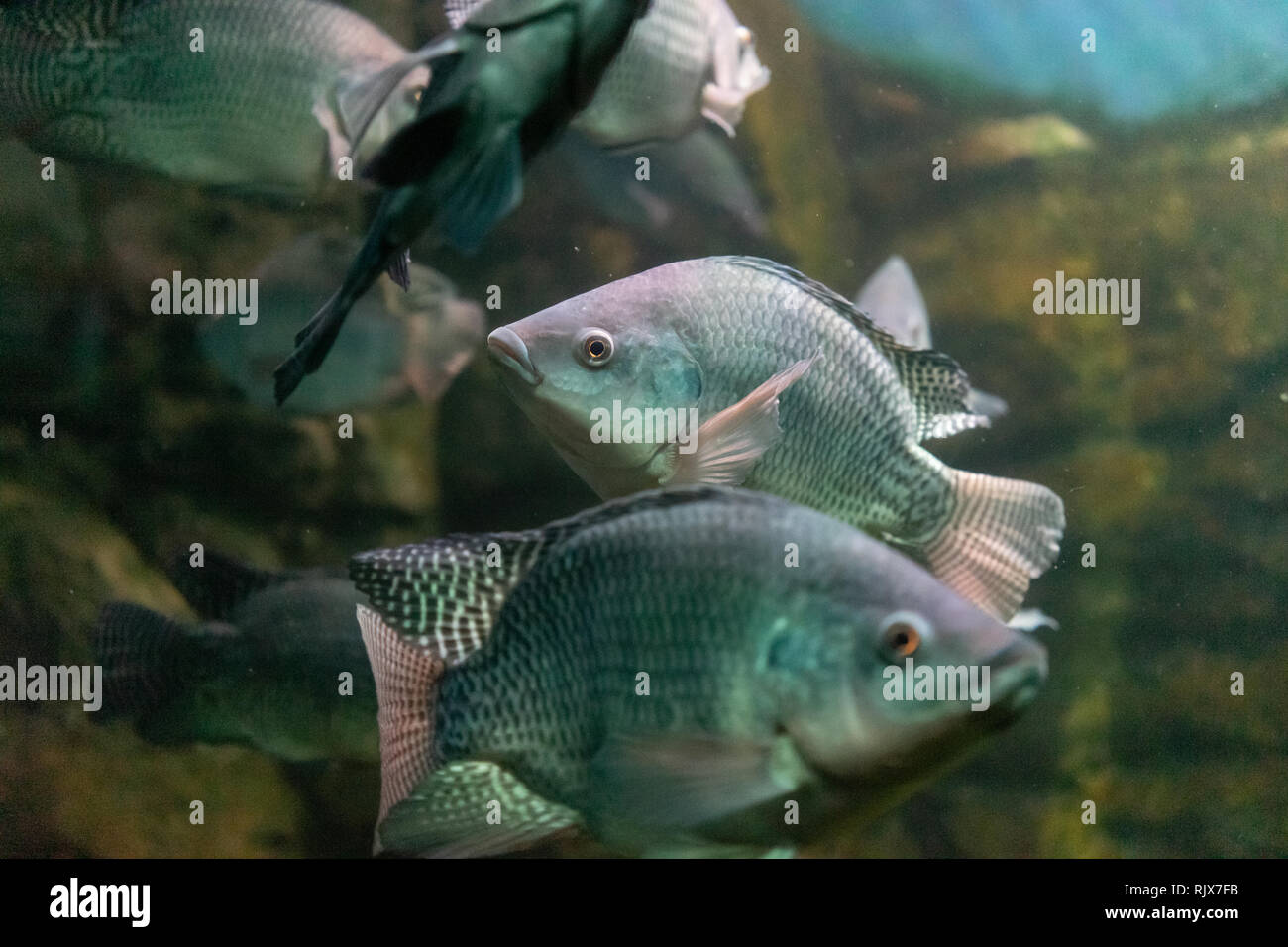 Underwater world with beautiful fish on rocks background. beauty of ...
