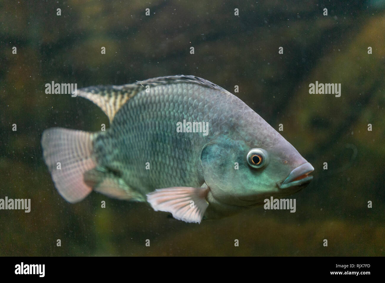 Underwater world with beautiful fish on rocks background. Underwater ...