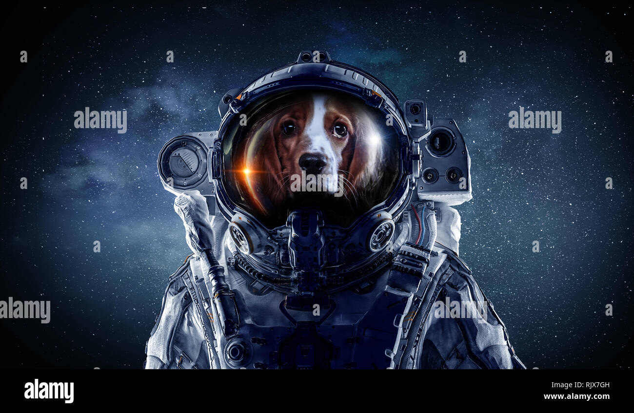 Astronaut dog wearing space suit against starry sky. Mixed media Stock ...