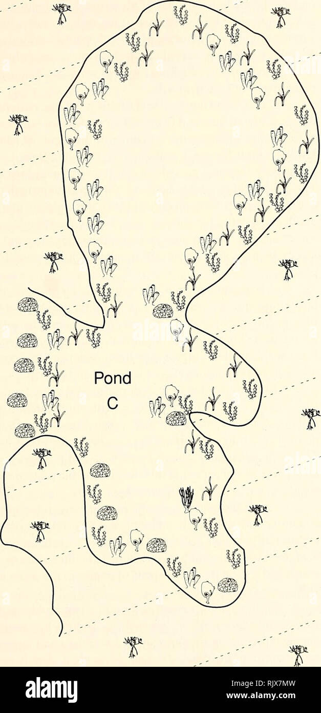 Algae schematic figure hi-res stock photography and images - Alamy