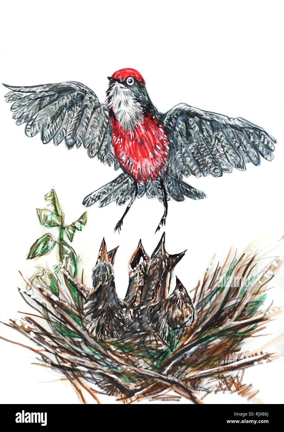 Colourful bird drawing Stock Photo - Alamy