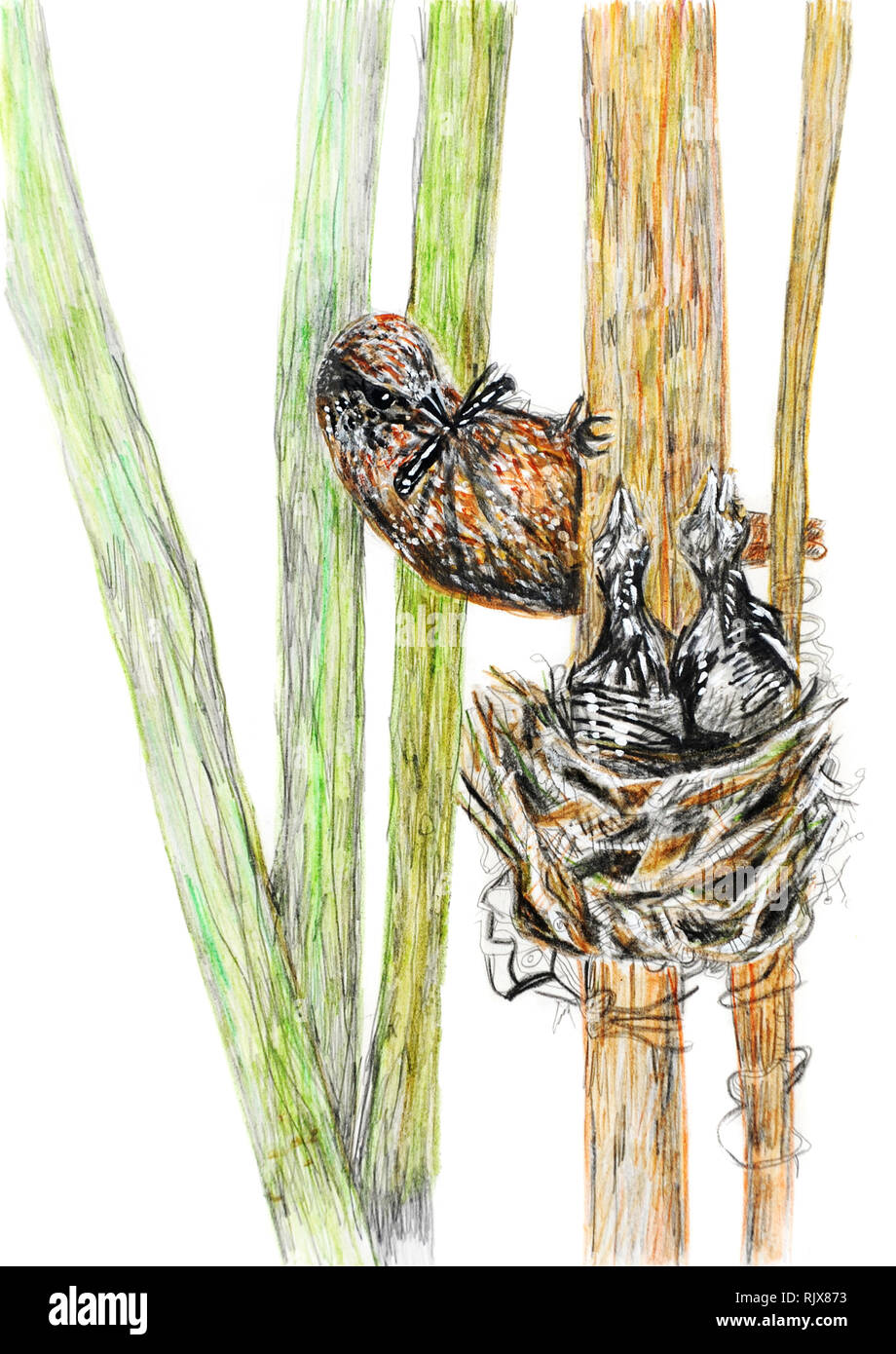 Colourful bird drawing Stock Photo - Alamy