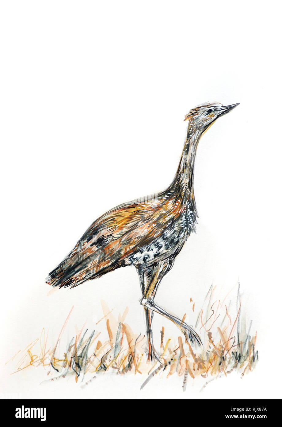 Colourful bird drawing Stock Photo - Alamy