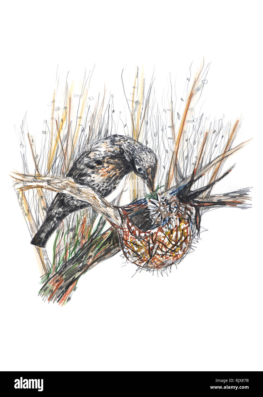 Colourful bird drawing Stock Photo - Alamy