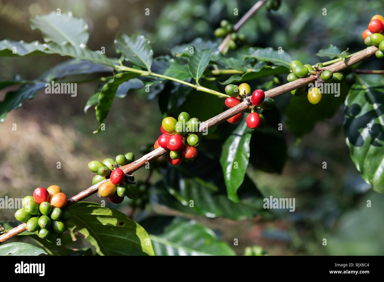 Coffee bean,Arabicas Coffee Tree Stock Photo - Alamy