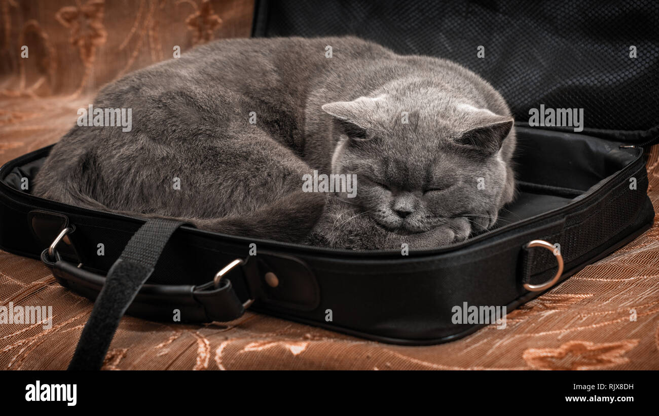 British shorthair cat sleeping in a laptop case Stock Photo - Alamy