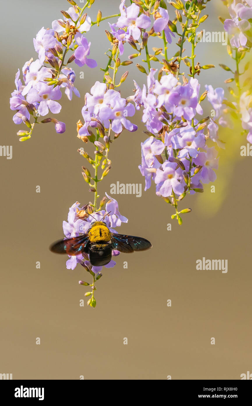 Tropical carpenter bee swarming on Duranta flower Stock Photo - Alamy