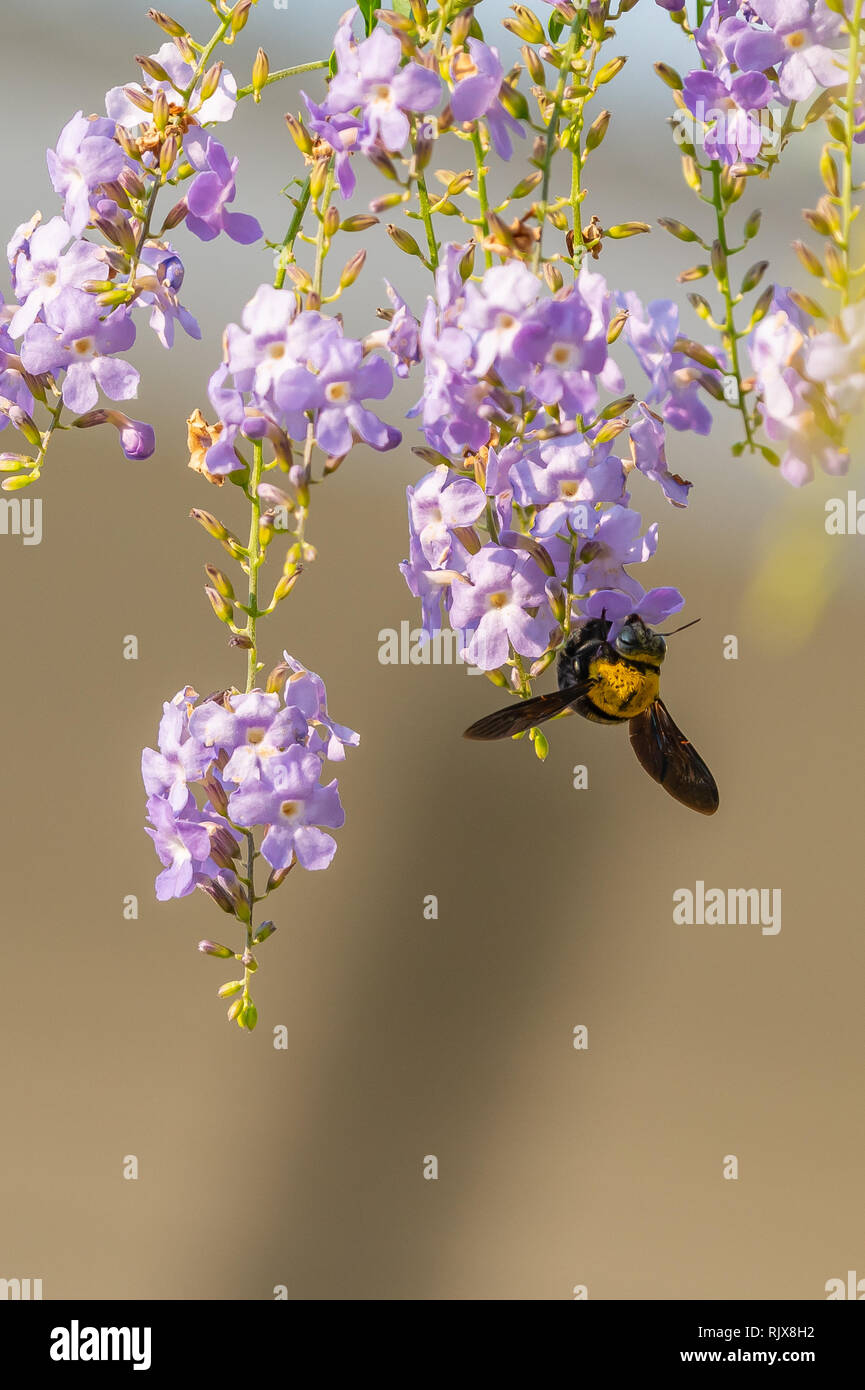 Tropical carpenter bee swarming on Duranta flower Stock Photo - Alamy