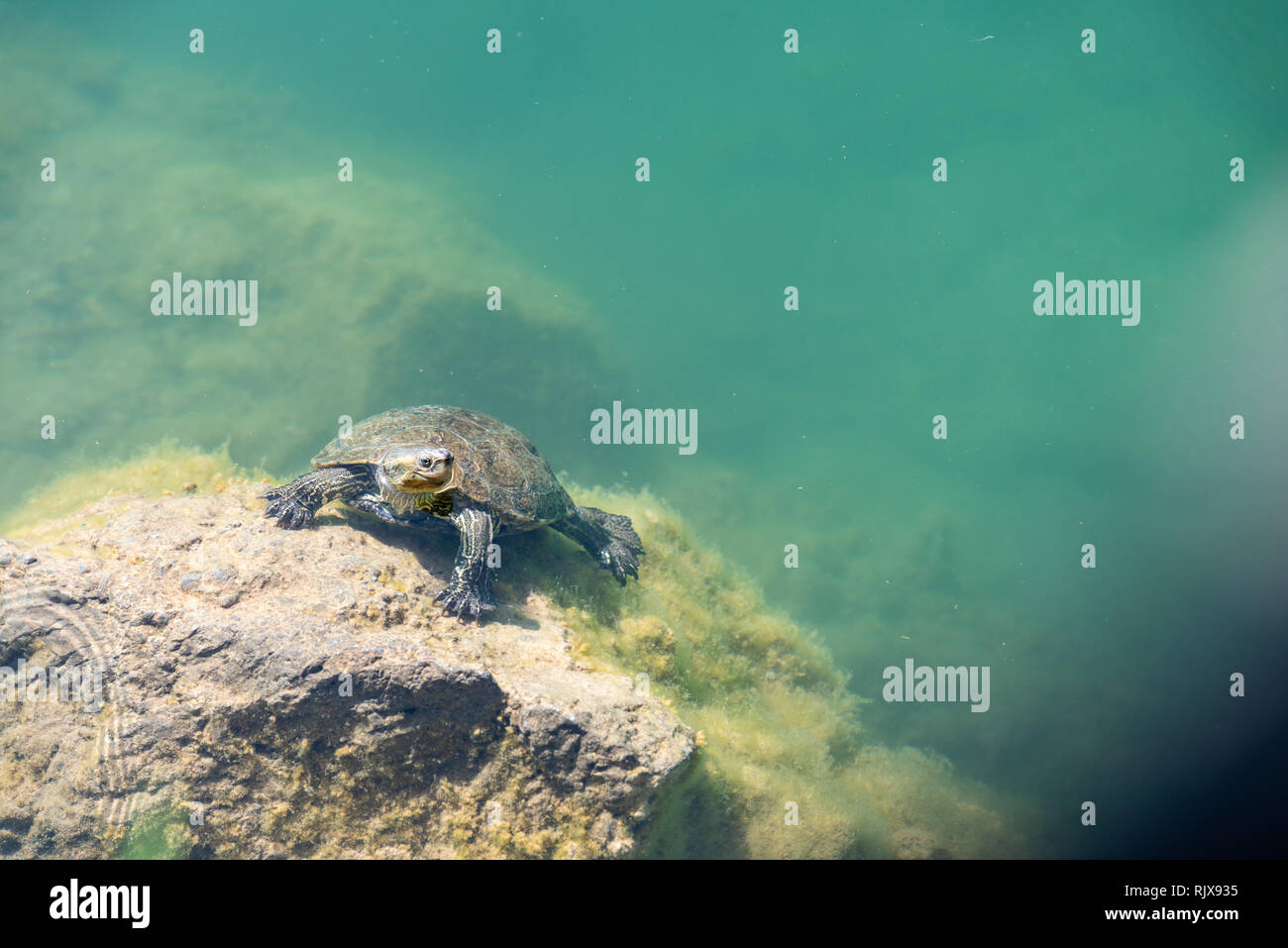 turtle swimming in a pond Stock Photo - Alamy