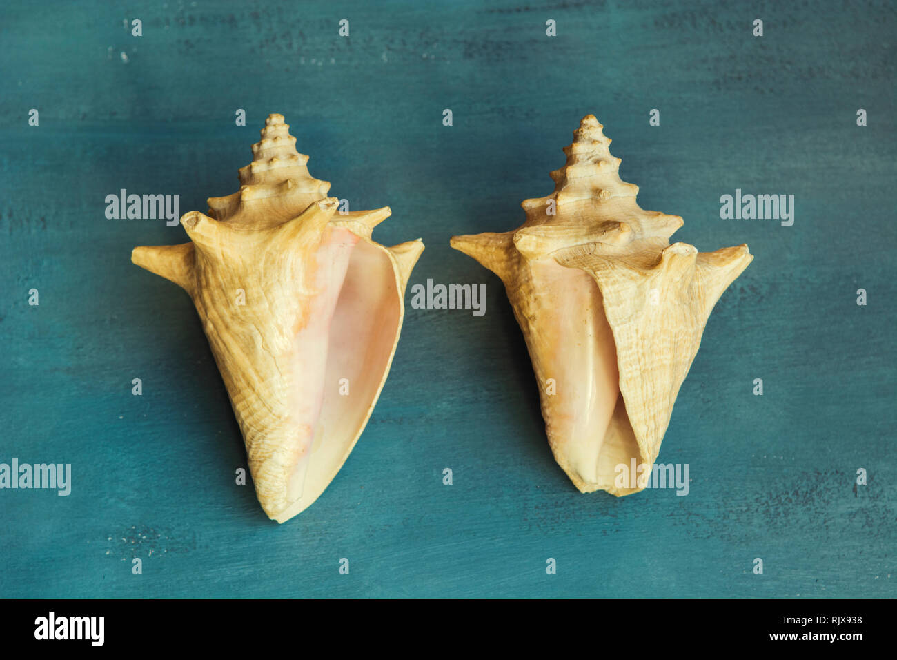 Two conch shells hi-res stock photography and images - Alamy