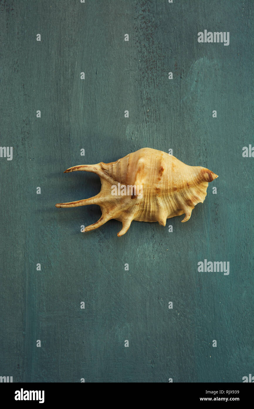 Queen conch shells hi-res stock photography and images - Alamy