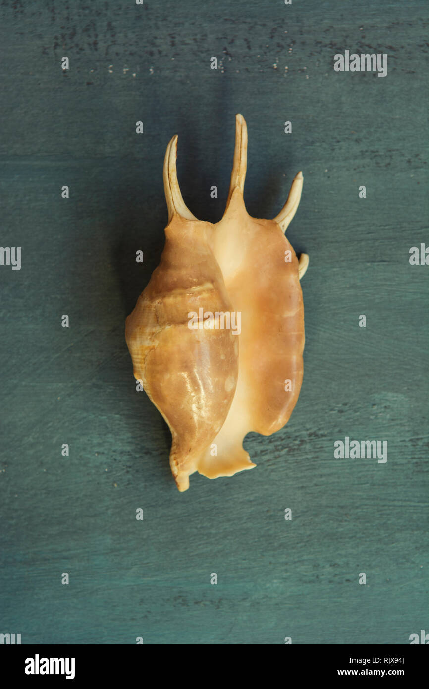 Queen conch seashell Stock Photo - Alamy