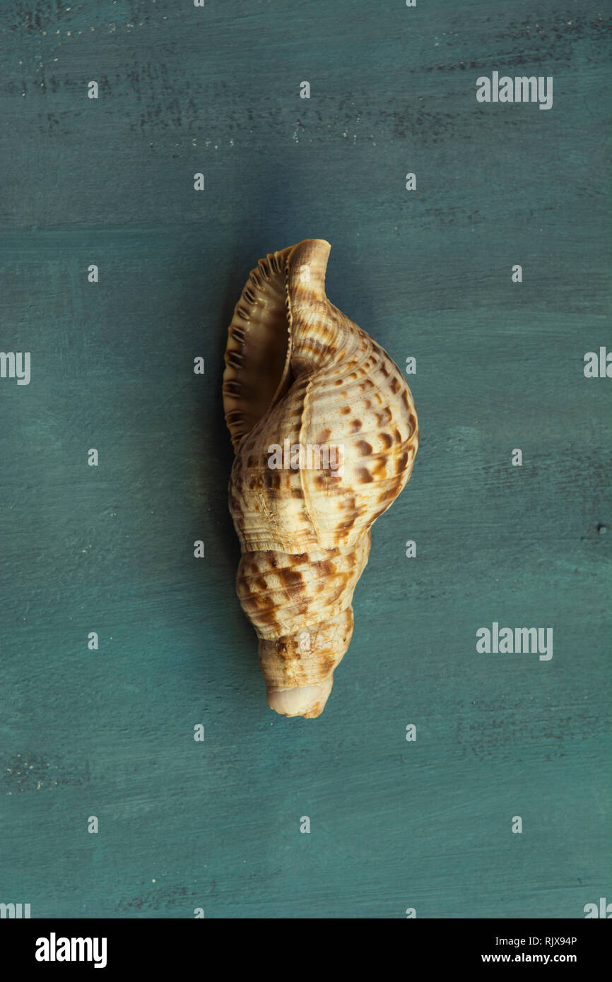 Queen Conch High Resolution Stock Photography and Images - Alamy