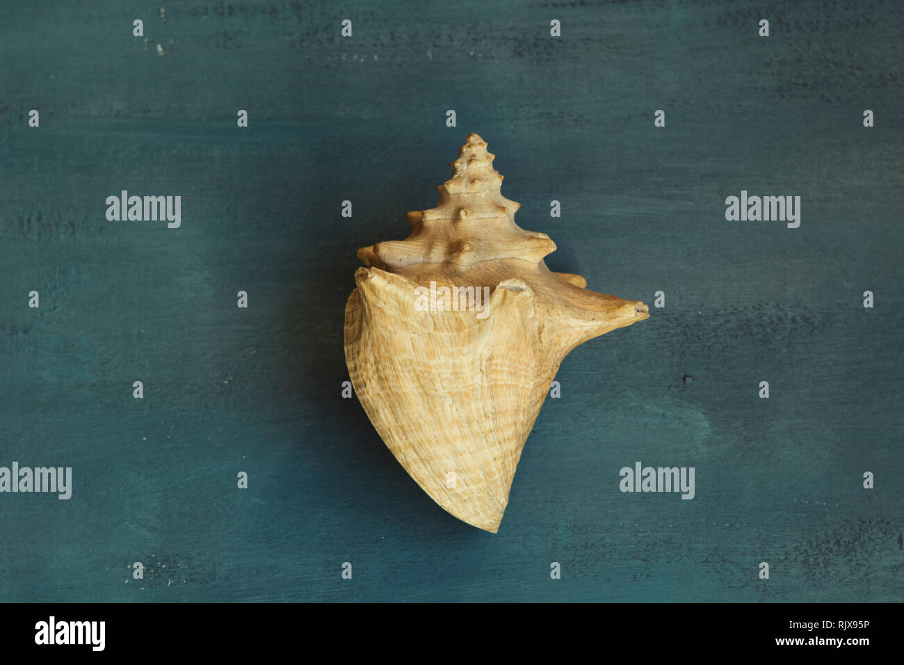 Queen conch shells hi-res stock photography and images - Alamy