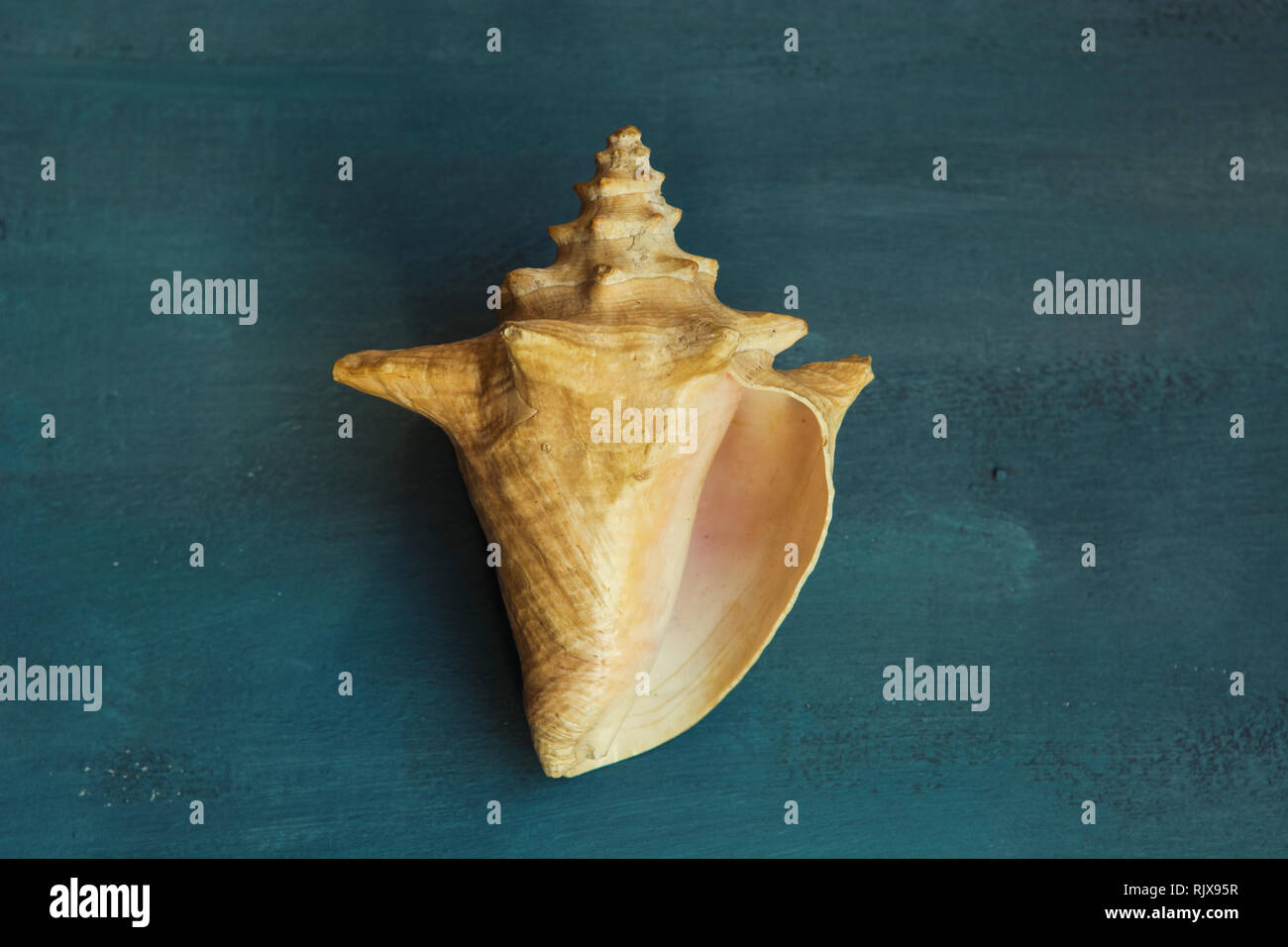 Queen conch seashell Stock Photo - Alamy