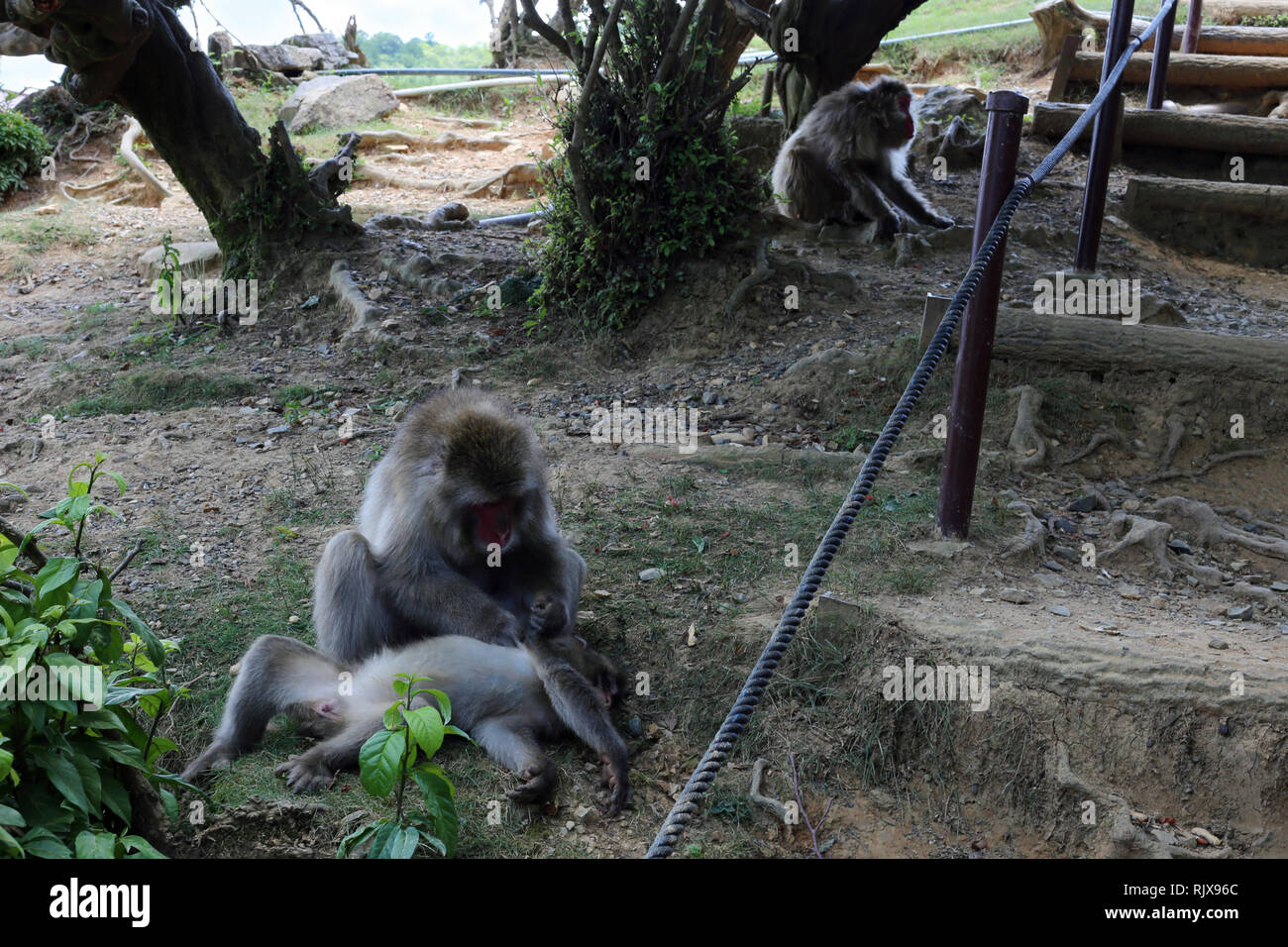 Japanese macaques in a portrait photo. These beautiful monkeys were ...