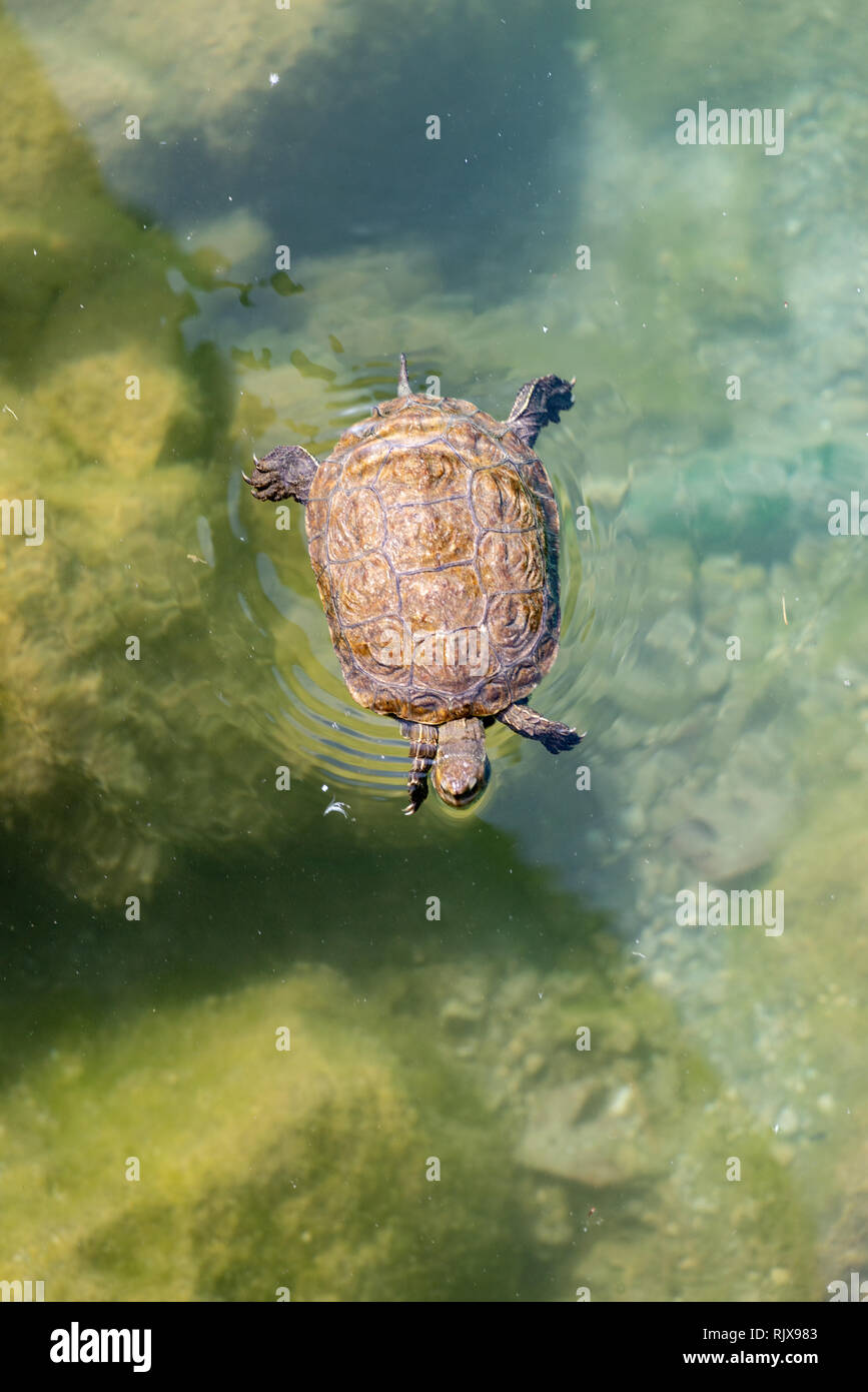 turtle swimming in a pond Stock Photo - Alamy