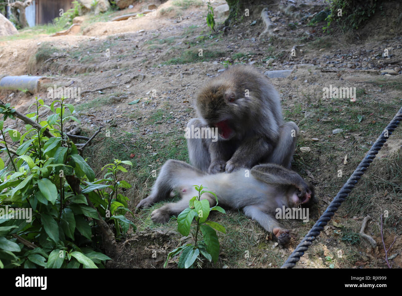 Japanese macaques in a portrait photo. These beautiful monkeys were ...