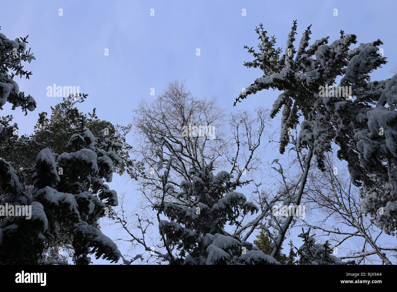 Cold Trees We Have New Boxes Full Of Trees