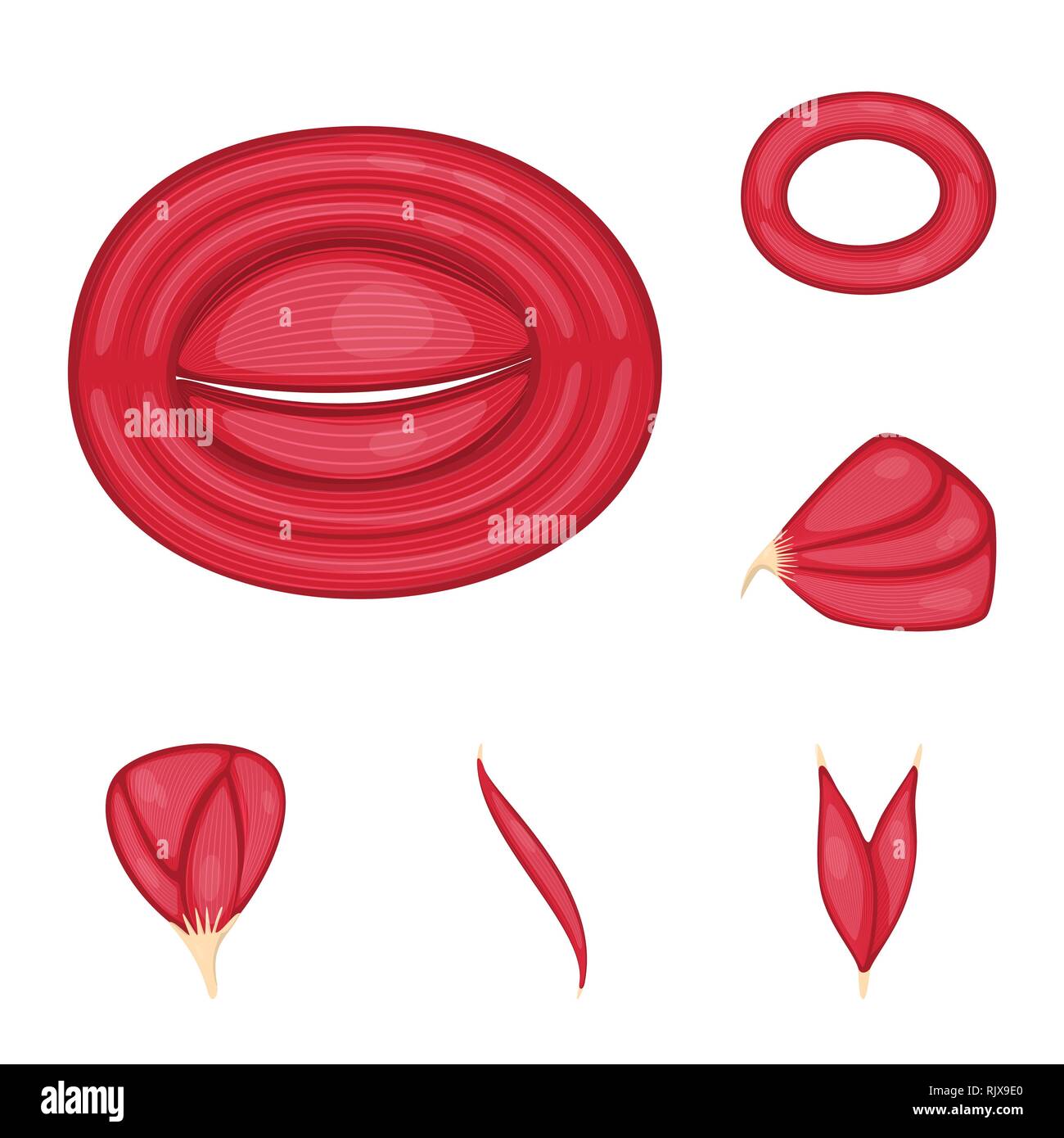 Vector illustration of muscle and cells logo. Set of muscle and anatomy ...