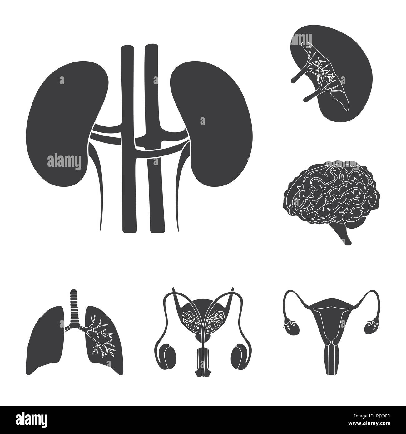 kidney,brain,lung,urinary,mind,trachea,system,beans,intelligence ...