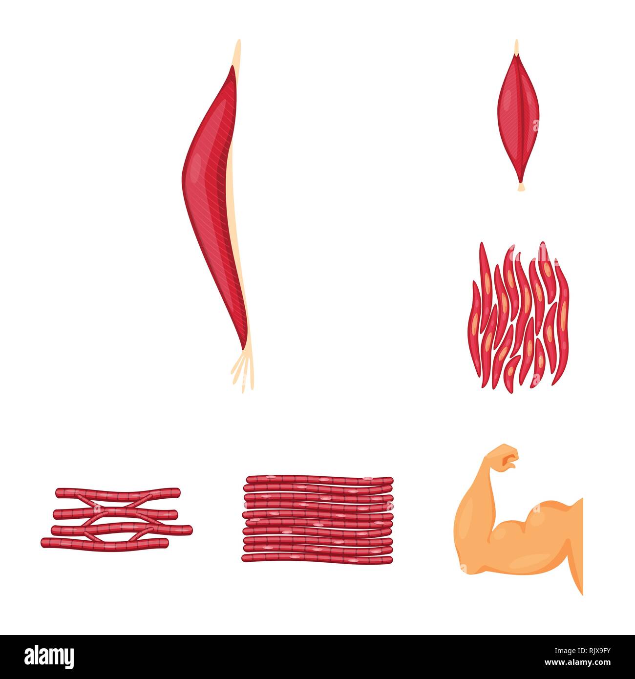 Isolated object of muscle and cells symbol. Set of muscle and anatomy ...