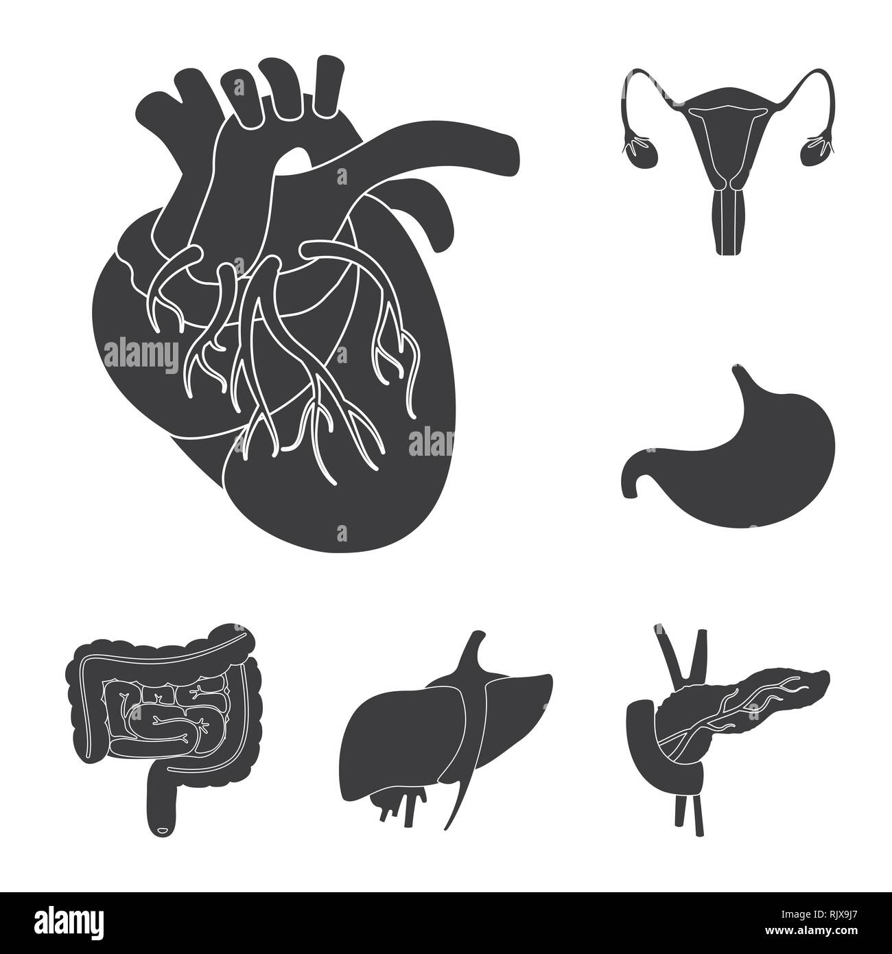 heart,urinary,stomach,liver,pancreas,cardiology,system,digestive ...
