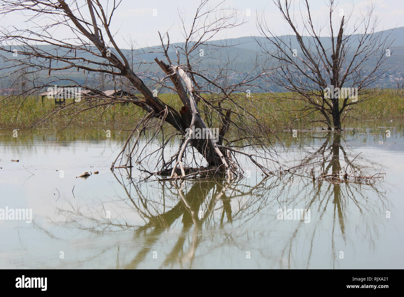 Abandoned trees on the Lake of Doirani Kilkis Greece Stock Photo - Alamy