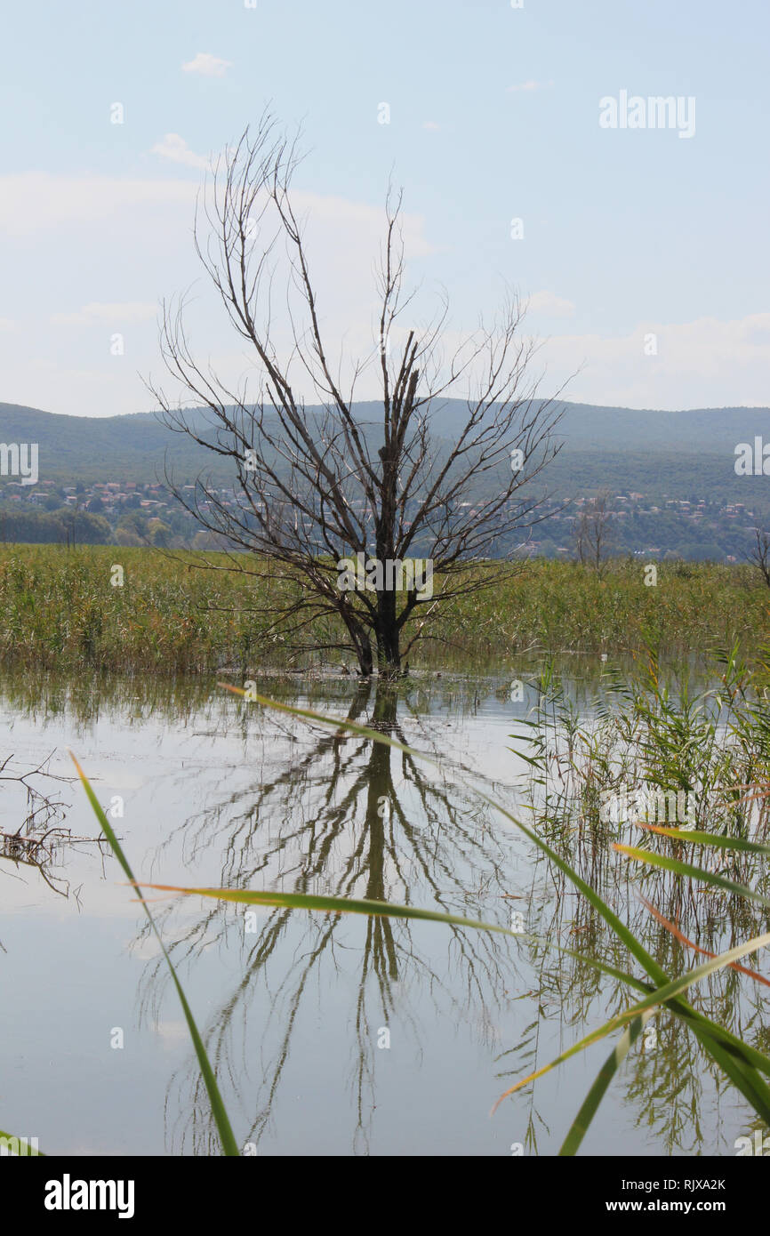 Abandoned trees on the Lake of Doirani Kilkis Greece Stock Photo - Alamy