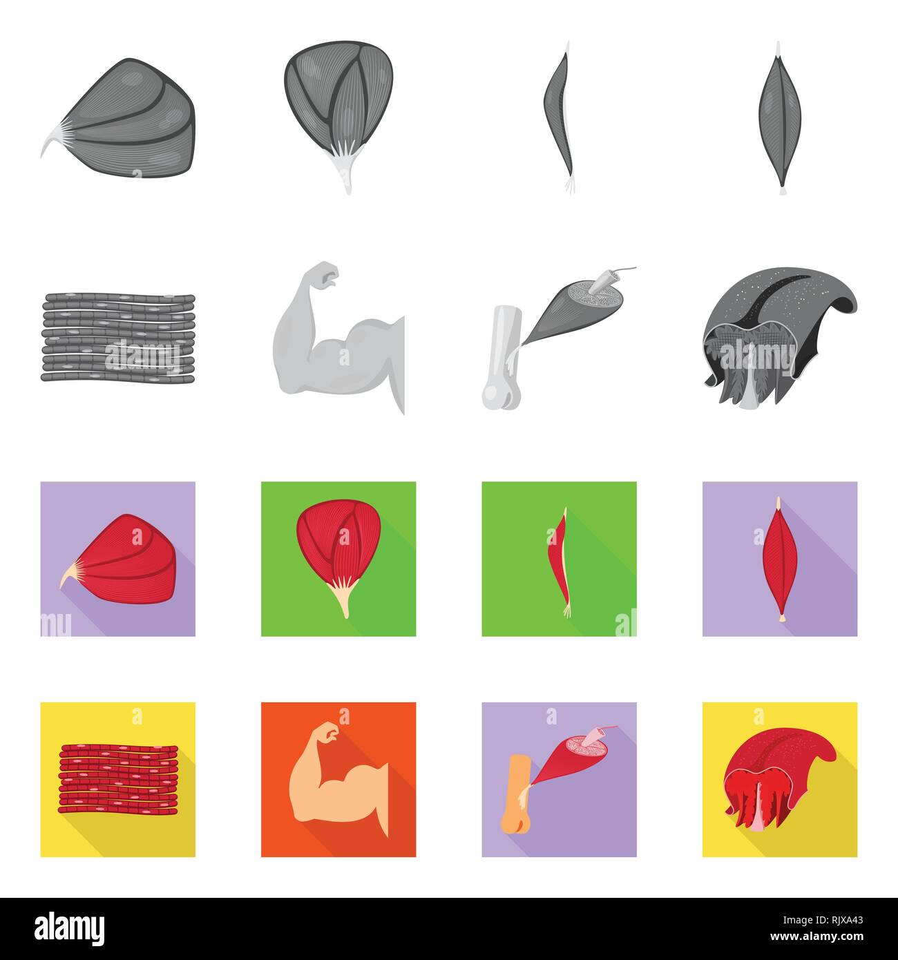 Vector illustration of fiber and muscular logo. Set of fiber and body ...