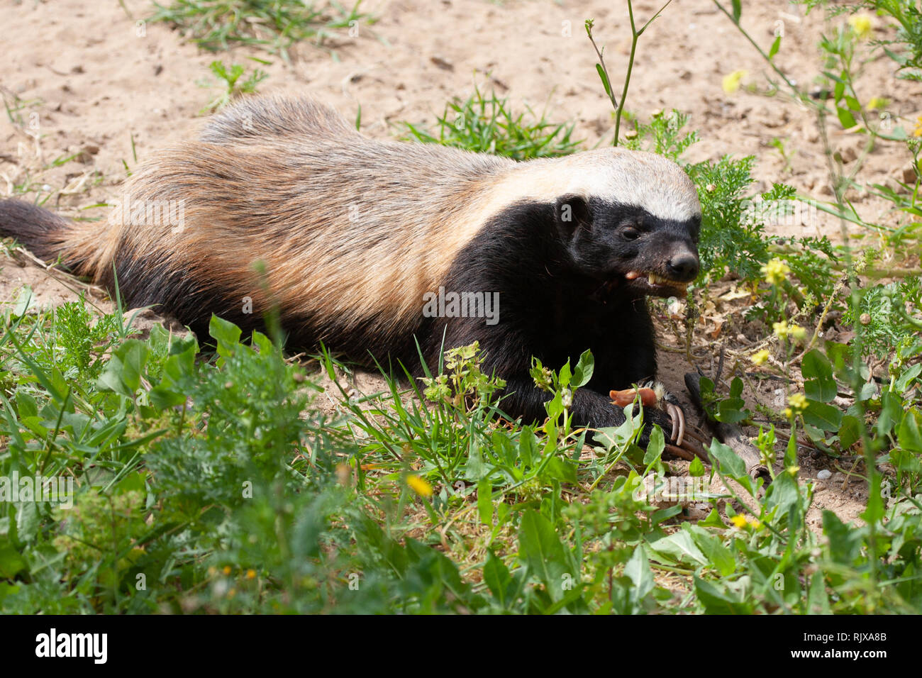 honey badger (Mellivora capensis) eating Stock Photo - Alamy