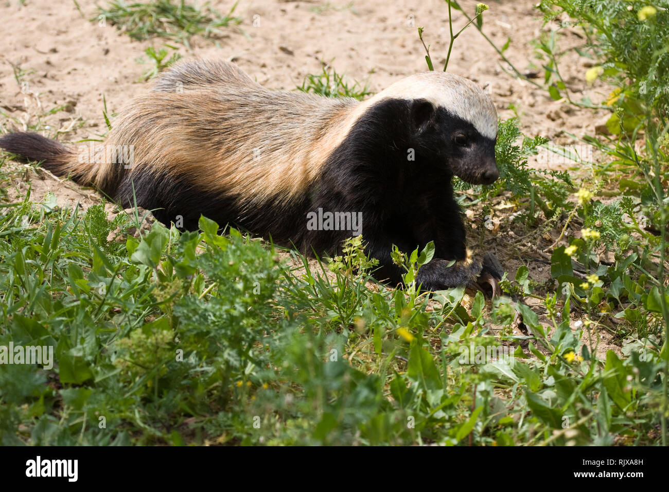honey badger (Mellivora capensis) eating Stock Photo - Alamy