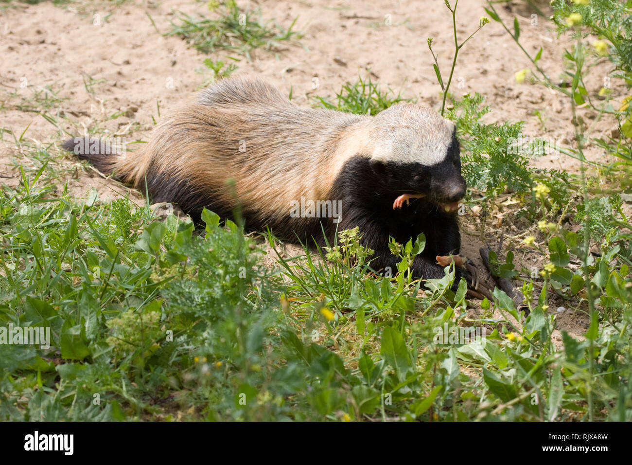 honey badger (Mellivora capensis) eating Stock Photo - Alamy