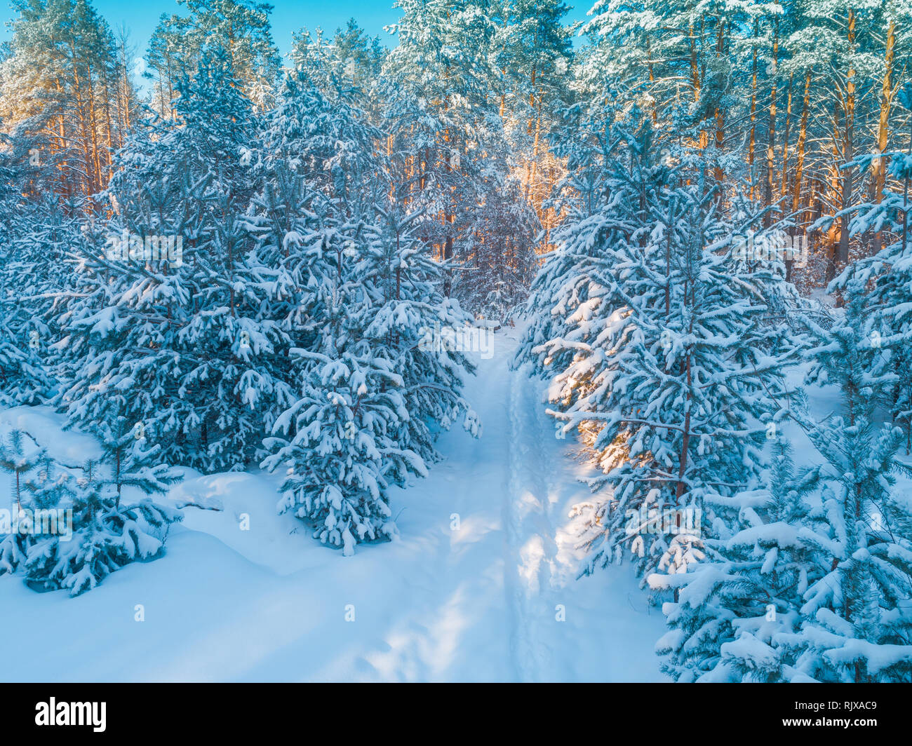 Snowy pine forest hi-res stock photography and images - Alamy